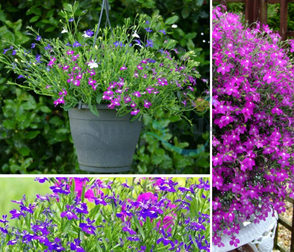 Cúc Lobelia mix » Cửa hàng hạt giống Mỹ Đình - Bán hạt giống Nhập khẩu ...