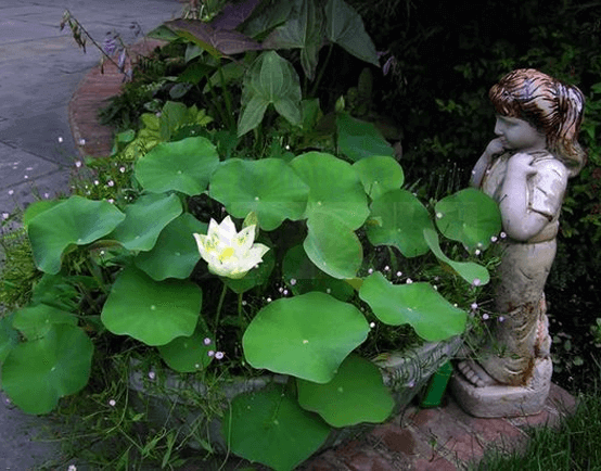 Sen mini Nhật 5 màu » Cửa hàng hạt giống Mỹ Đình - Bán hạt giống Nhập ...