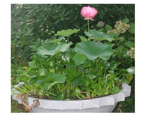 Sen mini Nhật 5 màu » Cửa hàng hạt giống Mỹ Đình - Bán hạt giống Nhập ...