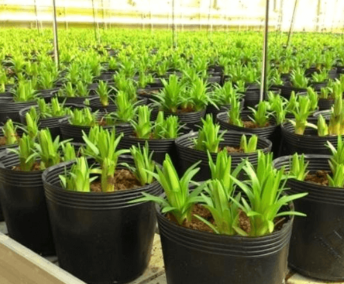 Xuất kho Củ Ly lùn Giống Hà Lan đã kích mầm - Sỉ lẻ củ hoa Ly lùn 10k