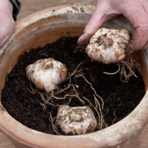 Xuất kho Củ Ly lùn Giống Hà Lan đã kích mầm - Sỉ lẻ củ hoa Ly lùn 10k