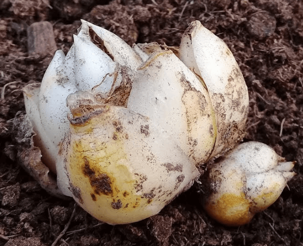 Xuất kho Củ Ly lùn Giống Hà Lan đã kích mầm - Sỉ lẻ củ hoa Ly lùn 10k